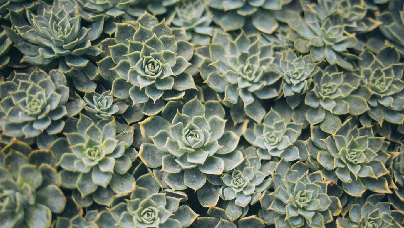 Plants - Parkers Garden Company